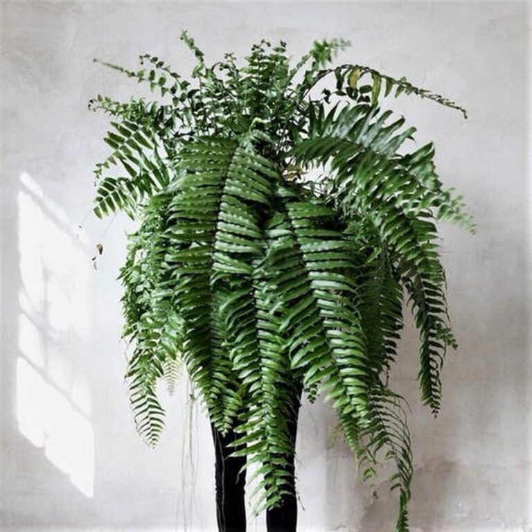47 Most Beautiful Ferns To Grow That Thrive In Containers