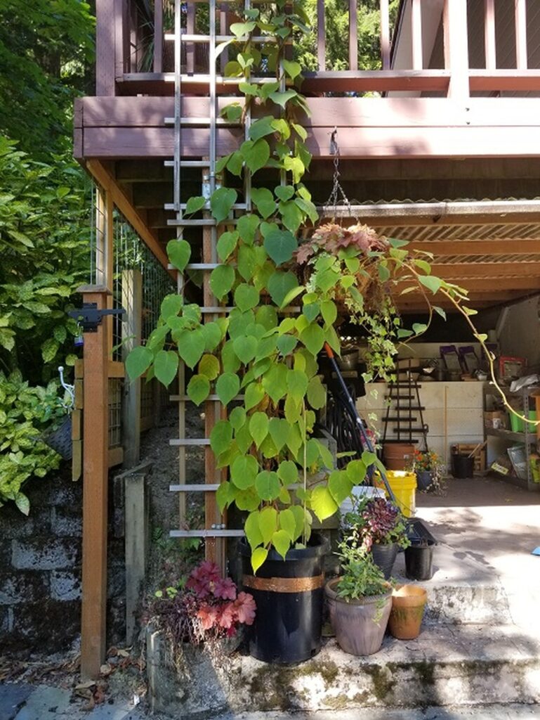 21 Stunning Fast Growing Creepers and Vines for Your Garden