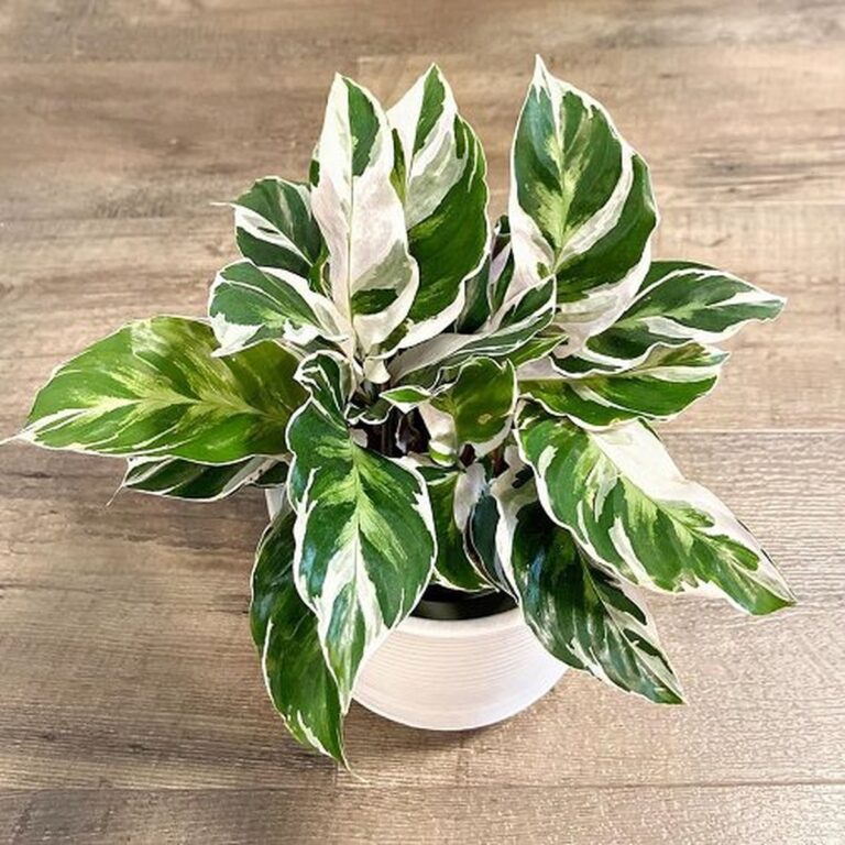 12 Gorgeous Tiger Pattern Houseplants to Brighten Your Space