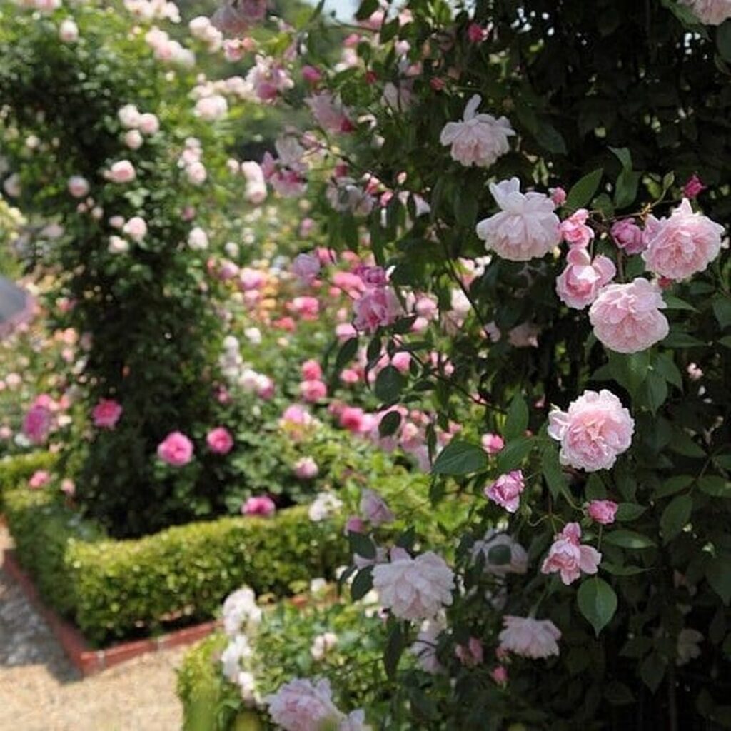 21 Beautiful Thornless Roses That Bring Joy Without Pain
