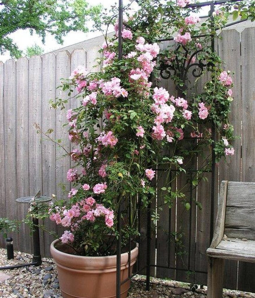 21 Beautiful Thornless Roses That Bring Joy Without Pain