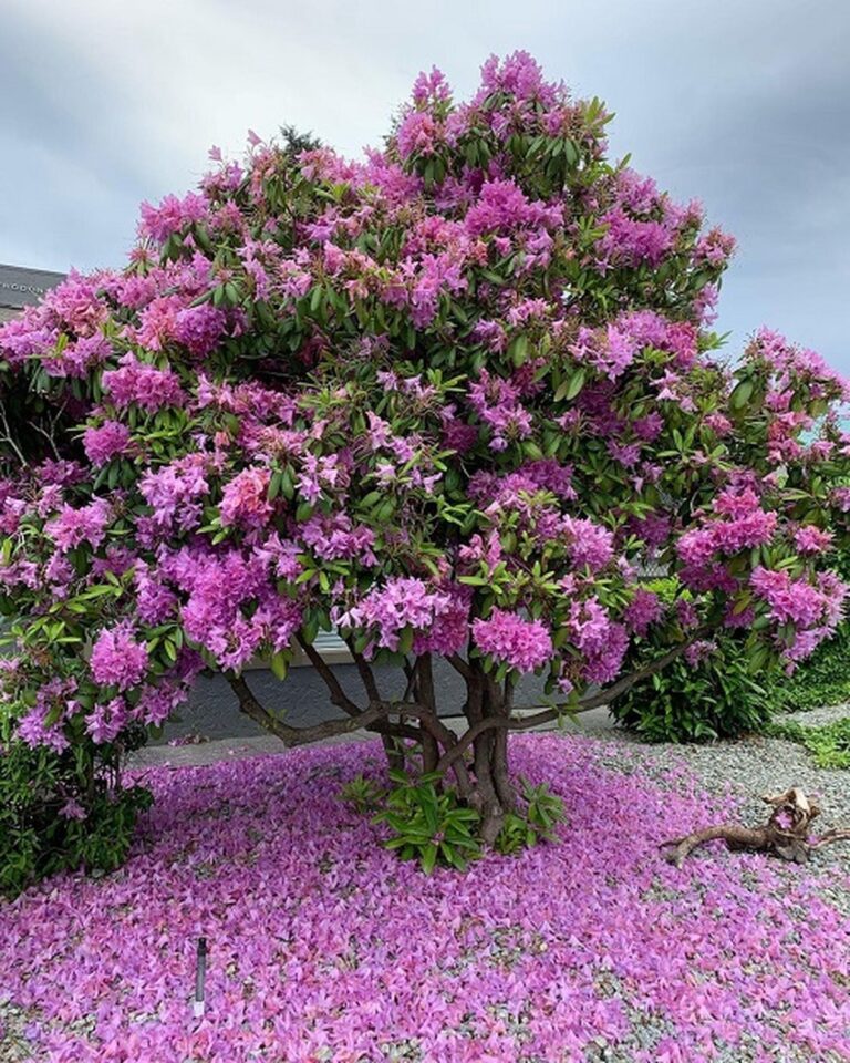 14 Ideal Pink Flowering Trees in Florida to Explore
