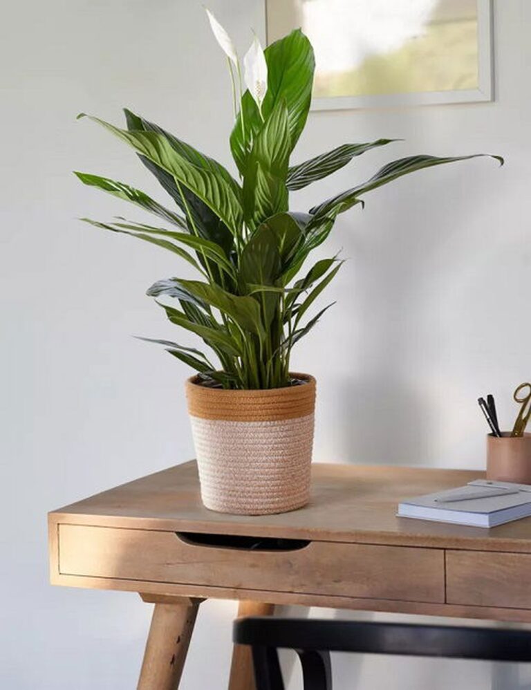 18 Stunning Places to Display Your Peace Lily Plant at Home