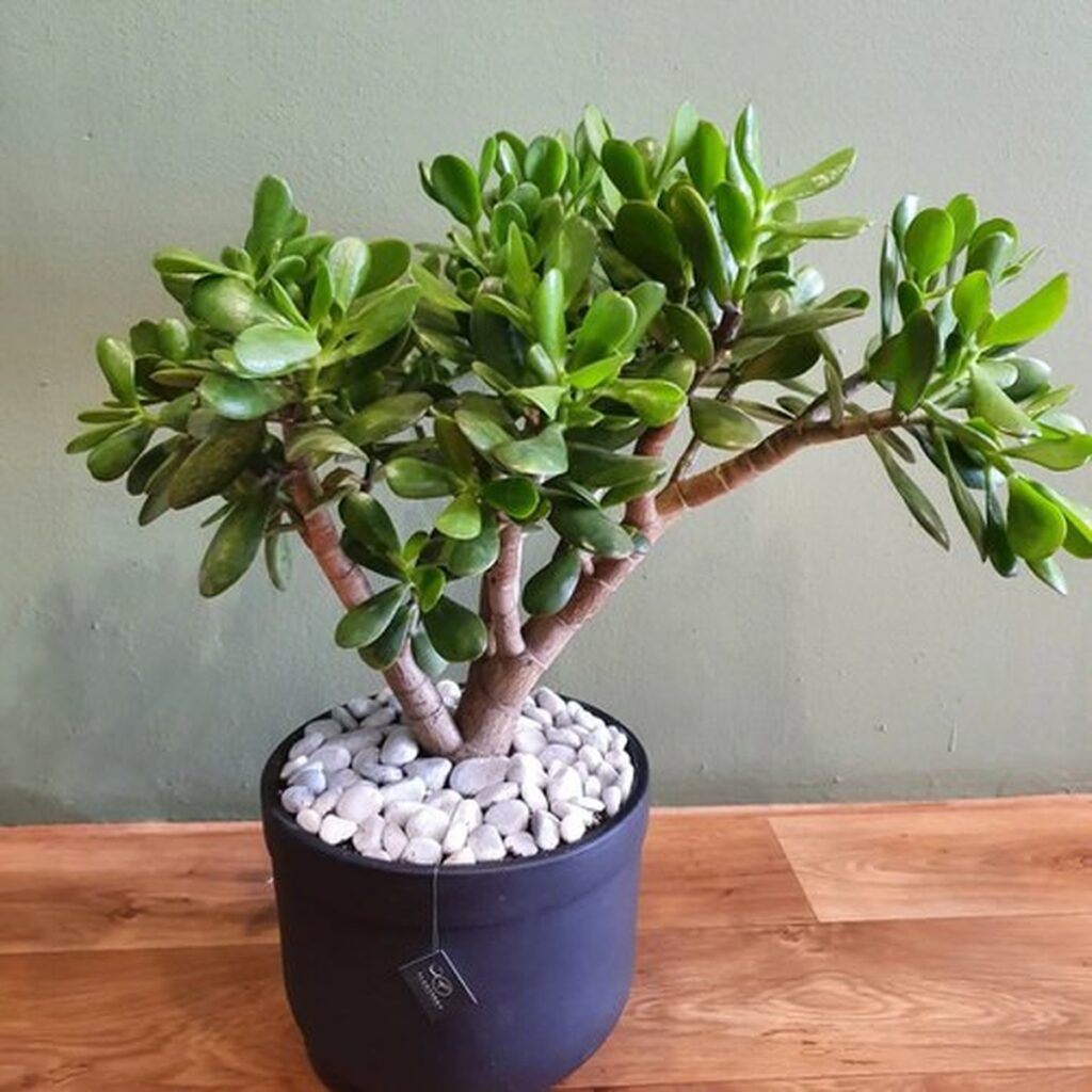 18 Incredible Plants for a Basement that Need Little Light