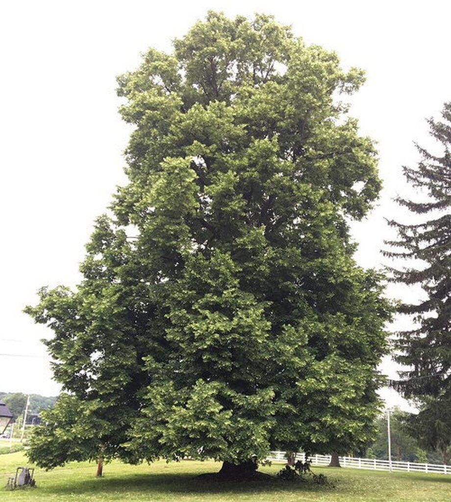 15 Beautiful Trees with Heart Shaped Leaves to Fall in Love With