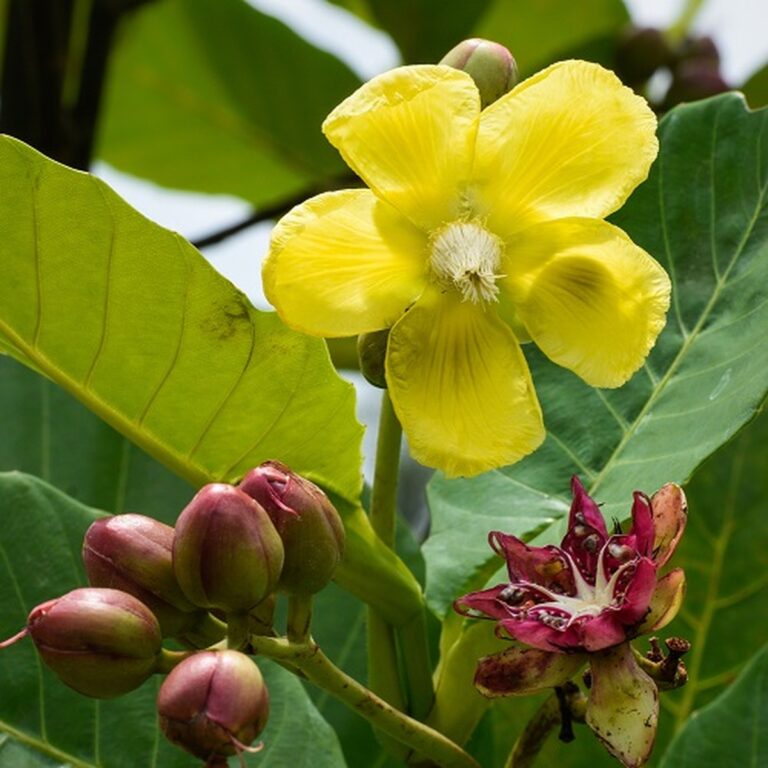 18 Enchanting Asian Flowers That Transform Any Garden