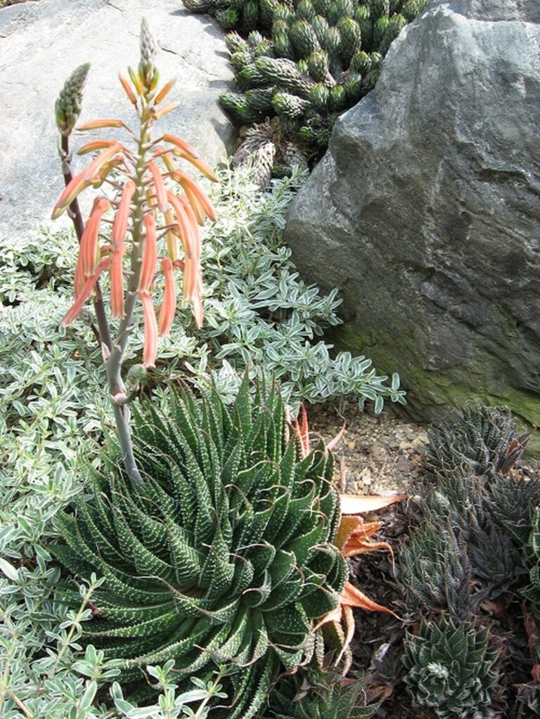 21 Gorgeous Spiky Plants That Will Transform Your Garden