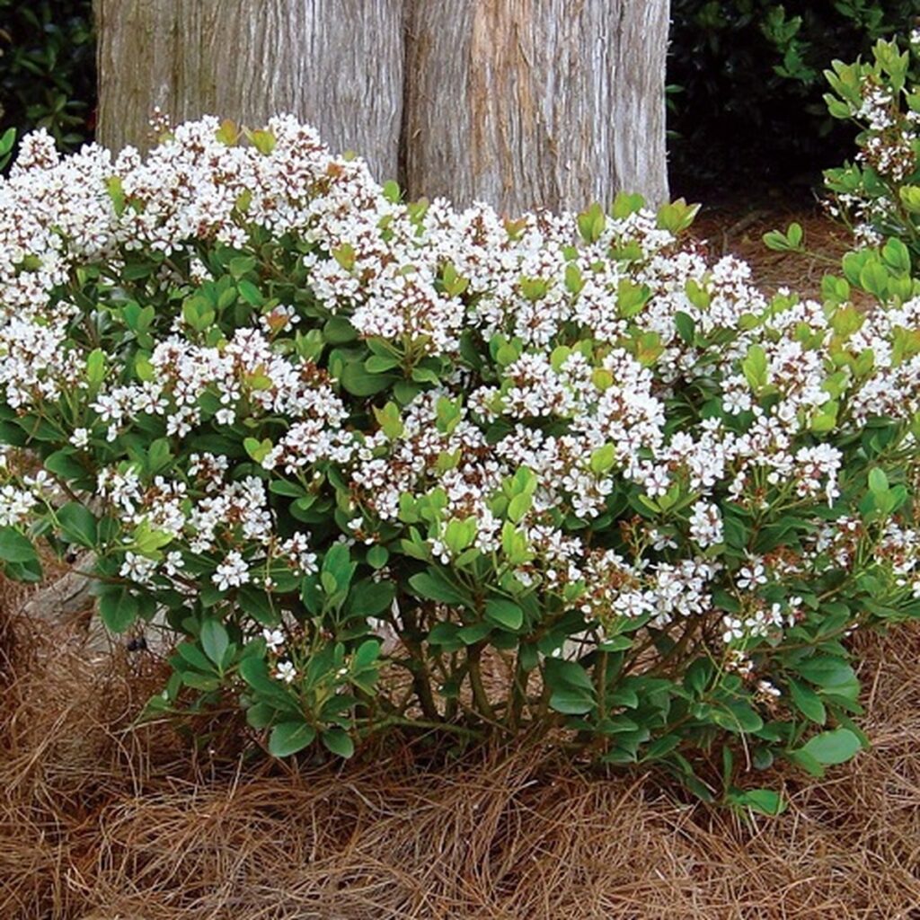 11 Gorgeous Indian Hawthorn Varieties for Your Dream Garden