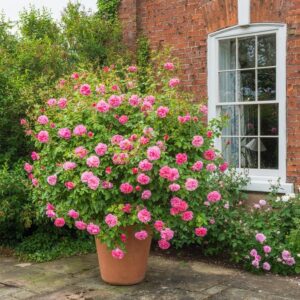 35 Gorgeous Pictures of Roses in Pots That Will Inspire You