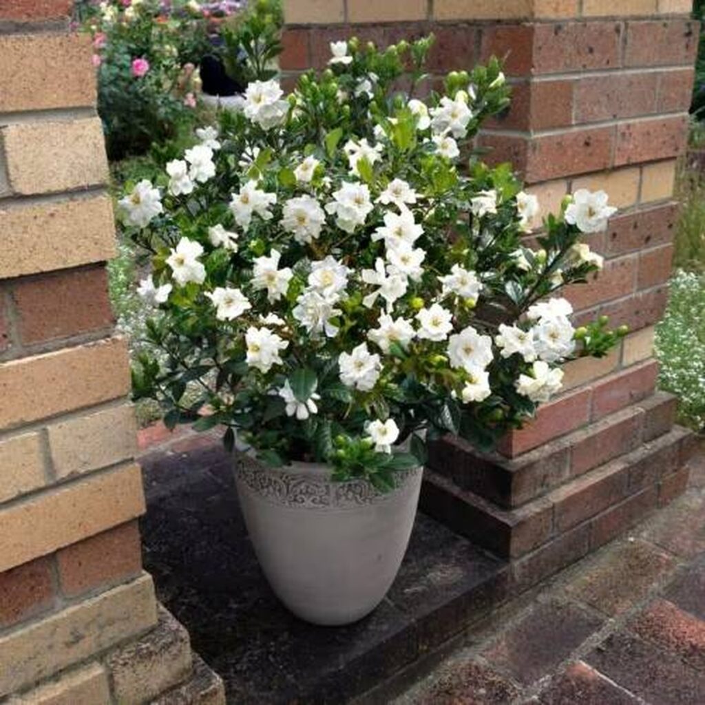 10 Stunning Ivory Flowers That'll Brighten Your Garden