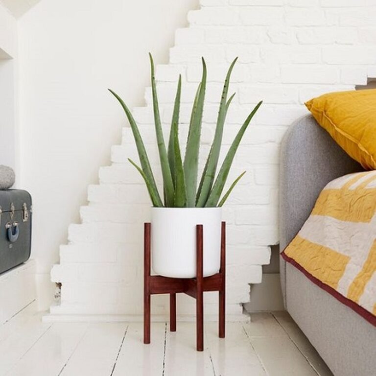 27 Stunning Aloe Vera Plant Display Ideas Indoors for Your Home