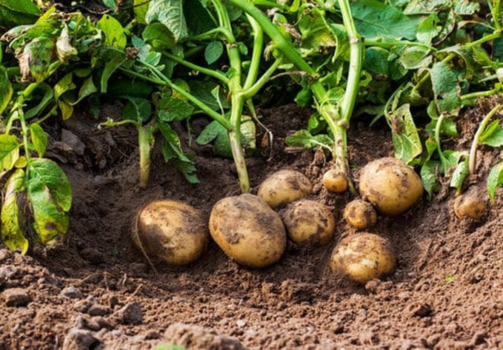 37 Brilliant Gardening Hacks For The Self Sufficient Gardener