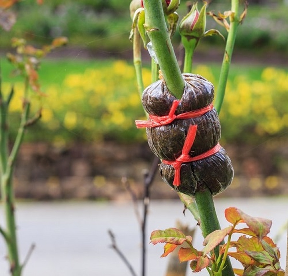 8 Simple Yet Magical Ways to Propagate Roses From Cuttings