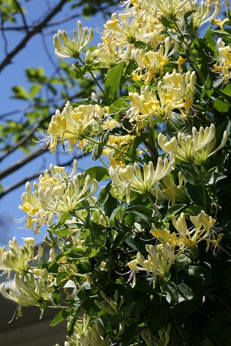 23 Beautiful Honeysuckle Varieties to Brighten Your Garden