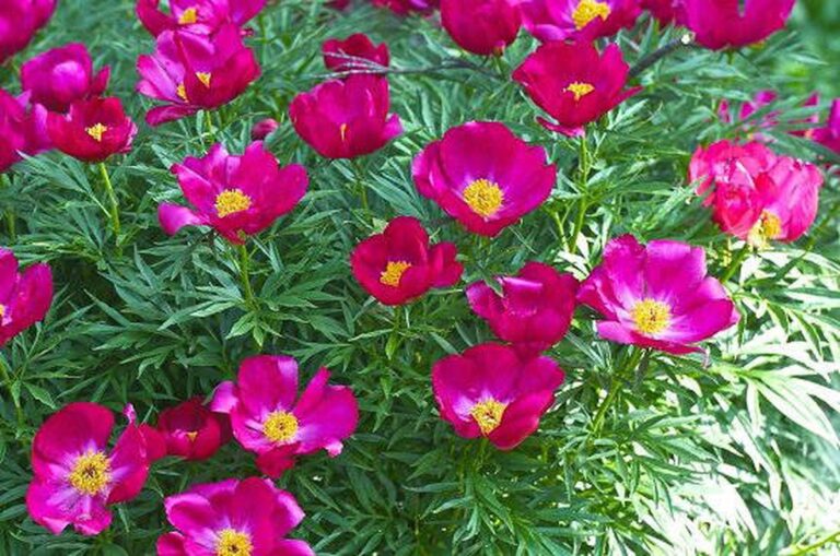 13 Beautiful Russian Flowers That Bloom Across The Land