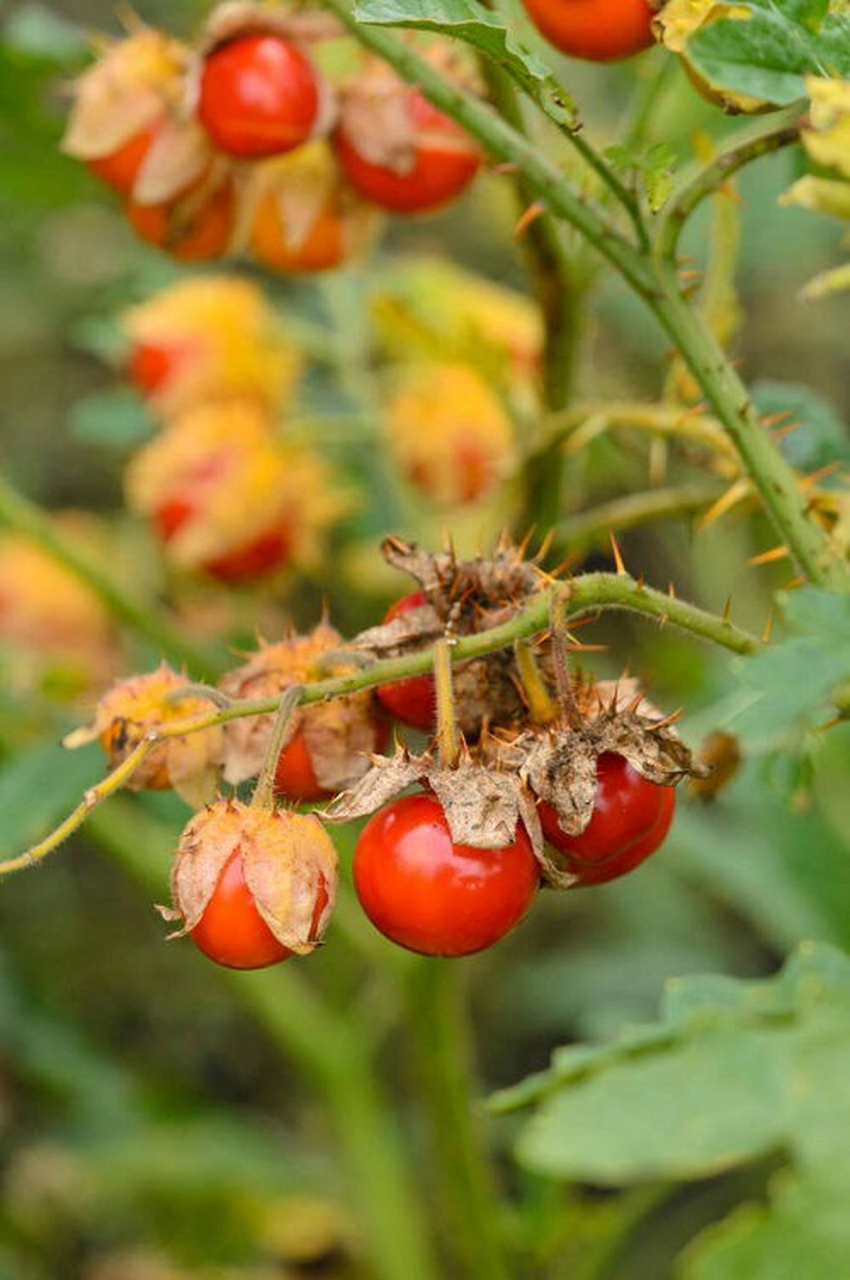12 Stunning Fruits That Look Just Like Tomatoes