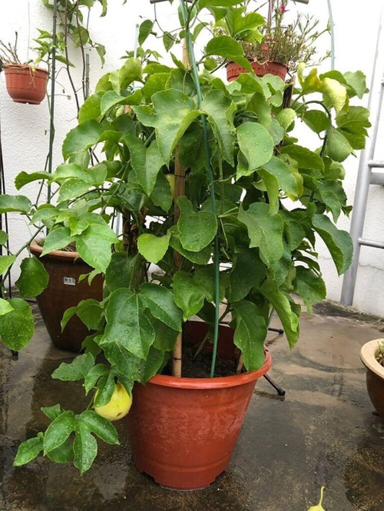 16 Surprising Fruits That Dont Grow on Trees - Nature's Wonders!