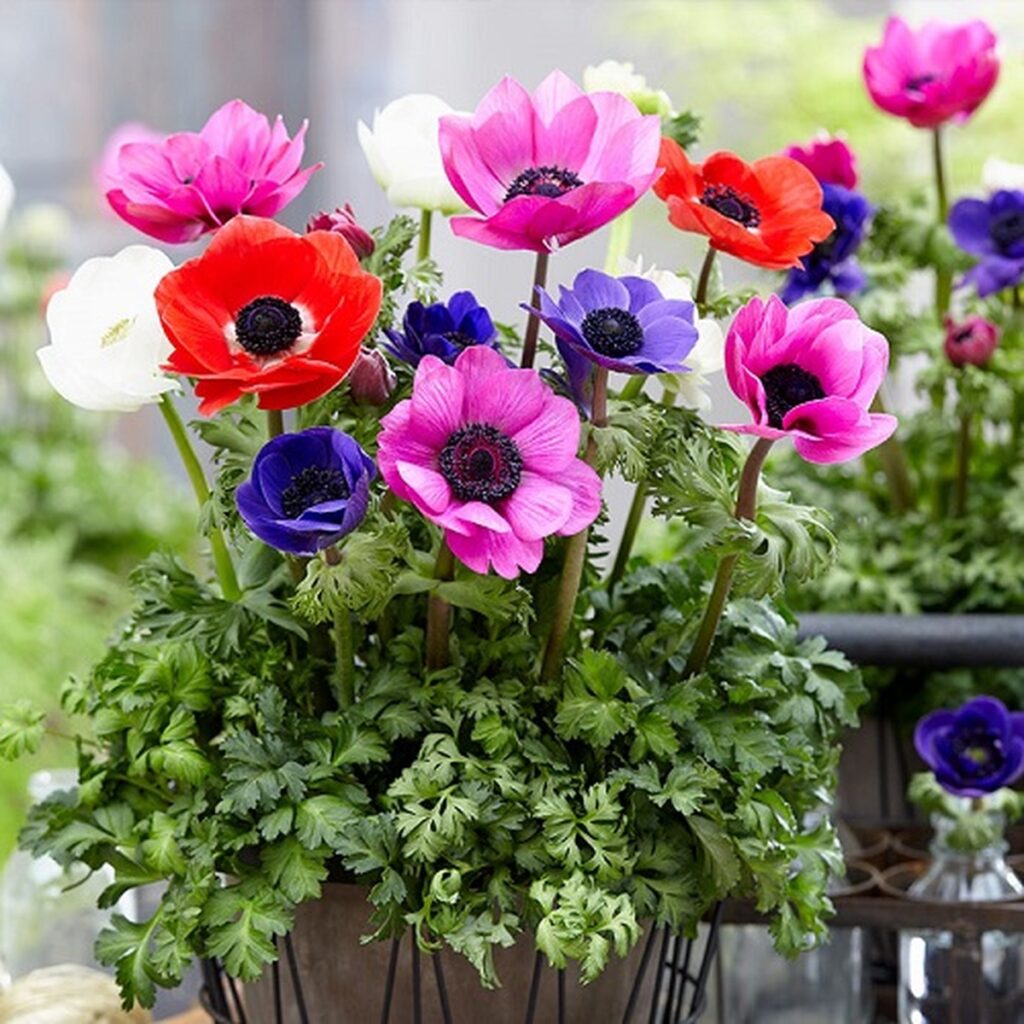 13 Stunning Flowers That Look Like Poppies - Nature's Lookalikes