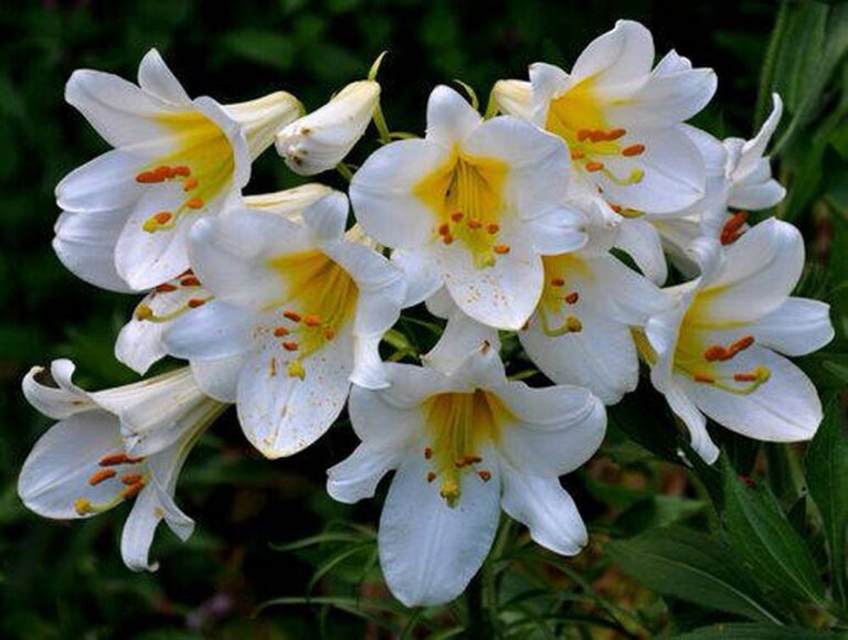 20 Enchanting Fragrant Lilies That Smell Heavenly
