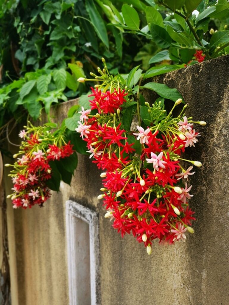21 Stunning Fast Growing Creepers and Vines for Your Garden