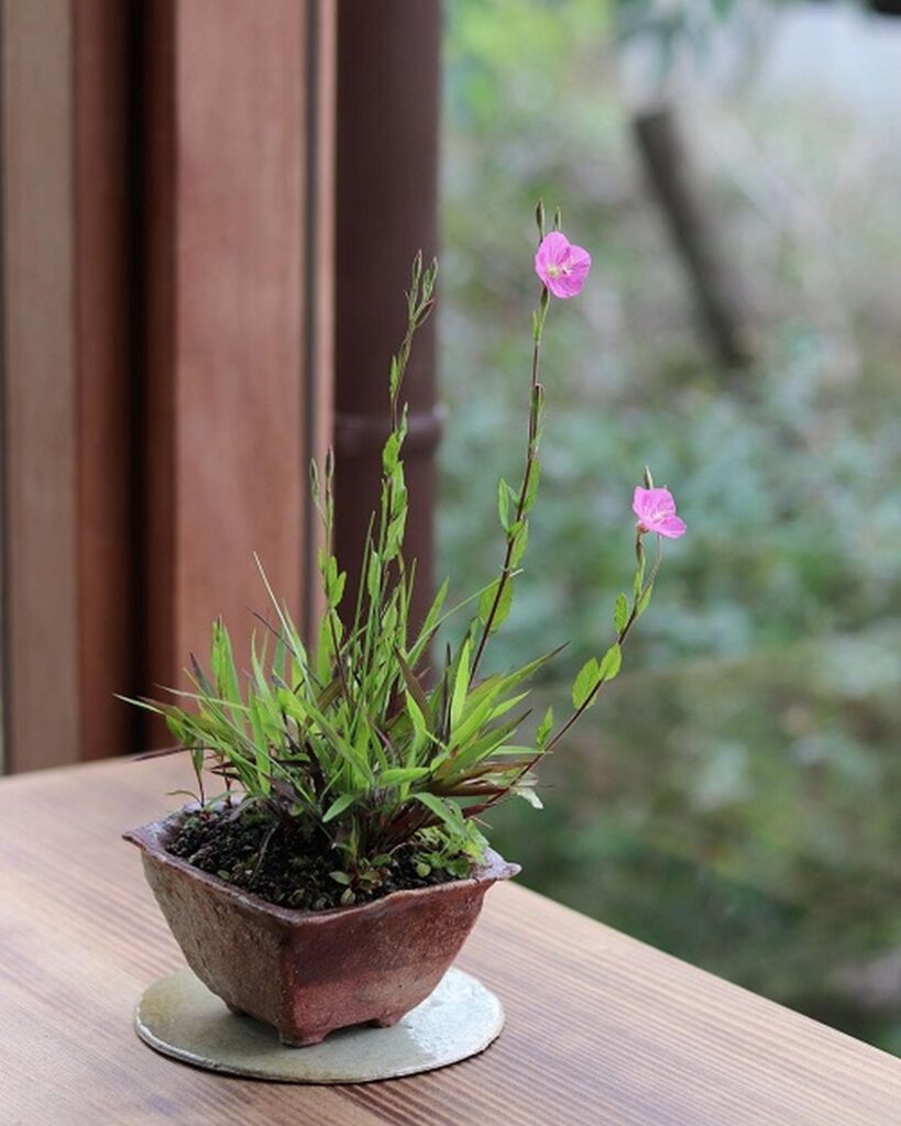 18 Enchanting Tiny Pink Flowers That Bloom With Charm
