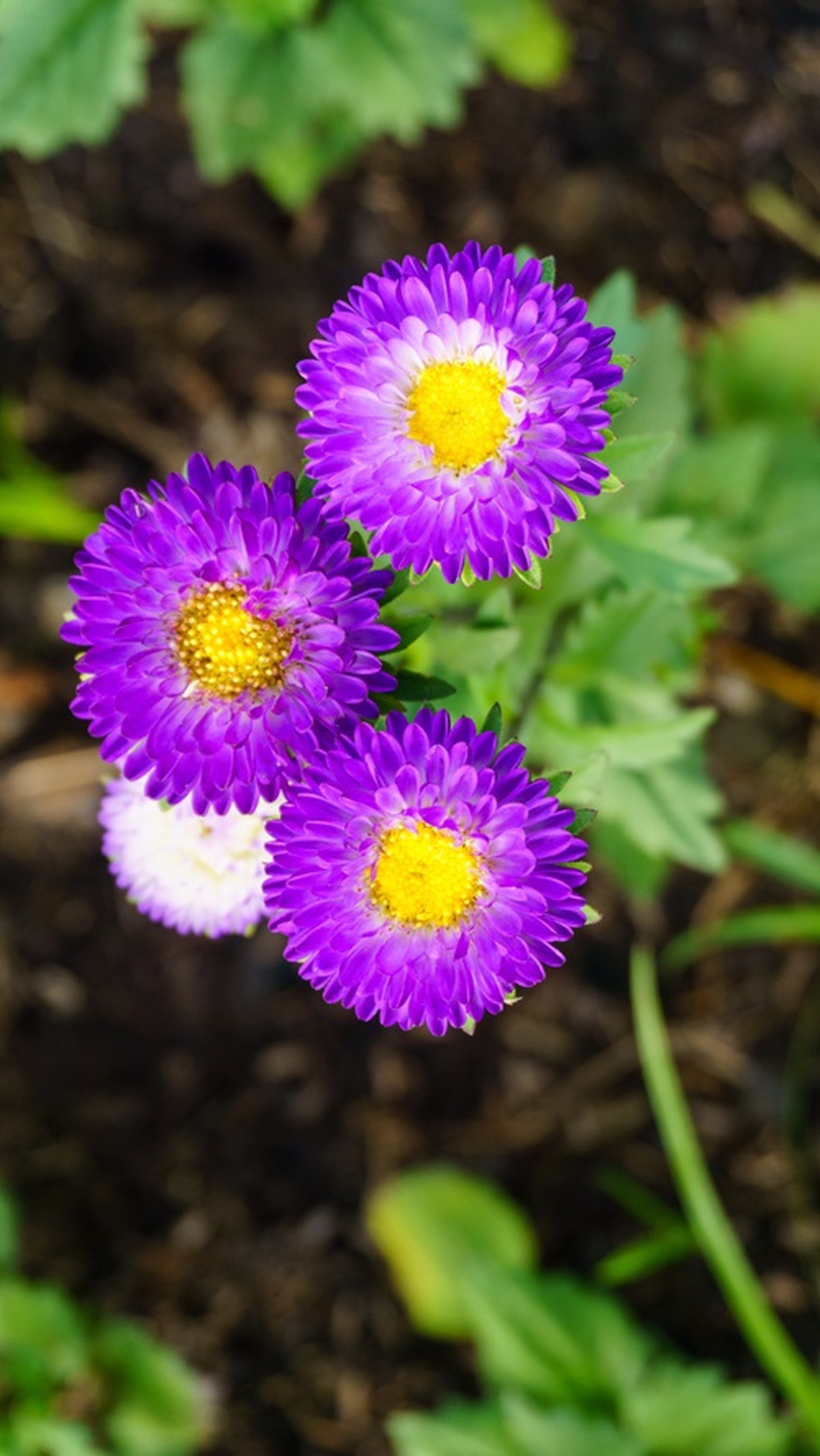 12 Stunning Purple Flowers With Yellow Center to Brighten Your Garden