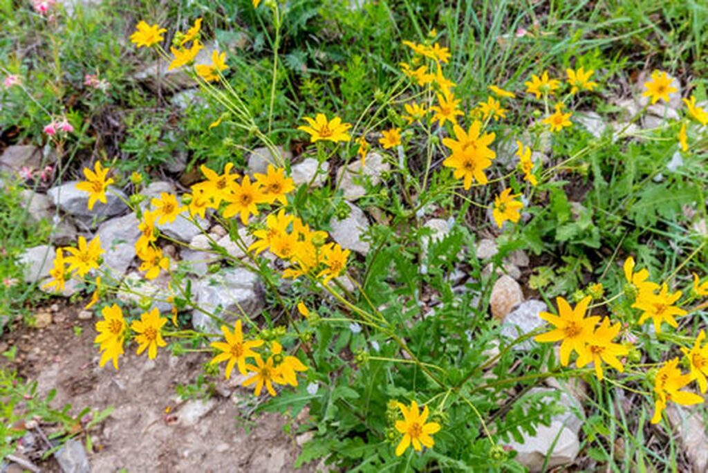 18 Beautiful Daisy-Like Flowers That Brighten Any Garden