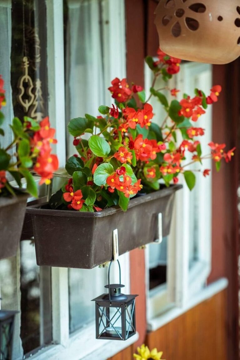 17 Simple & Beautiful Plants for Shallow Pots That Thrive