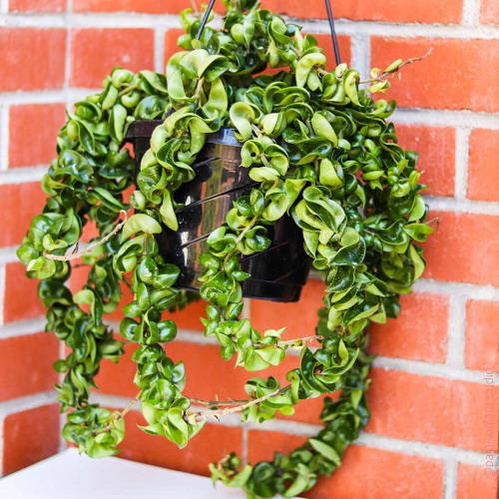 32 Amazing Hoya Plant Ideas to Display Them in Style!