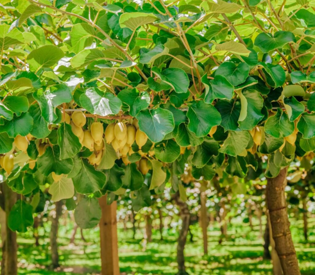 24 Delicious Edible Vines for Container and Garden Growing