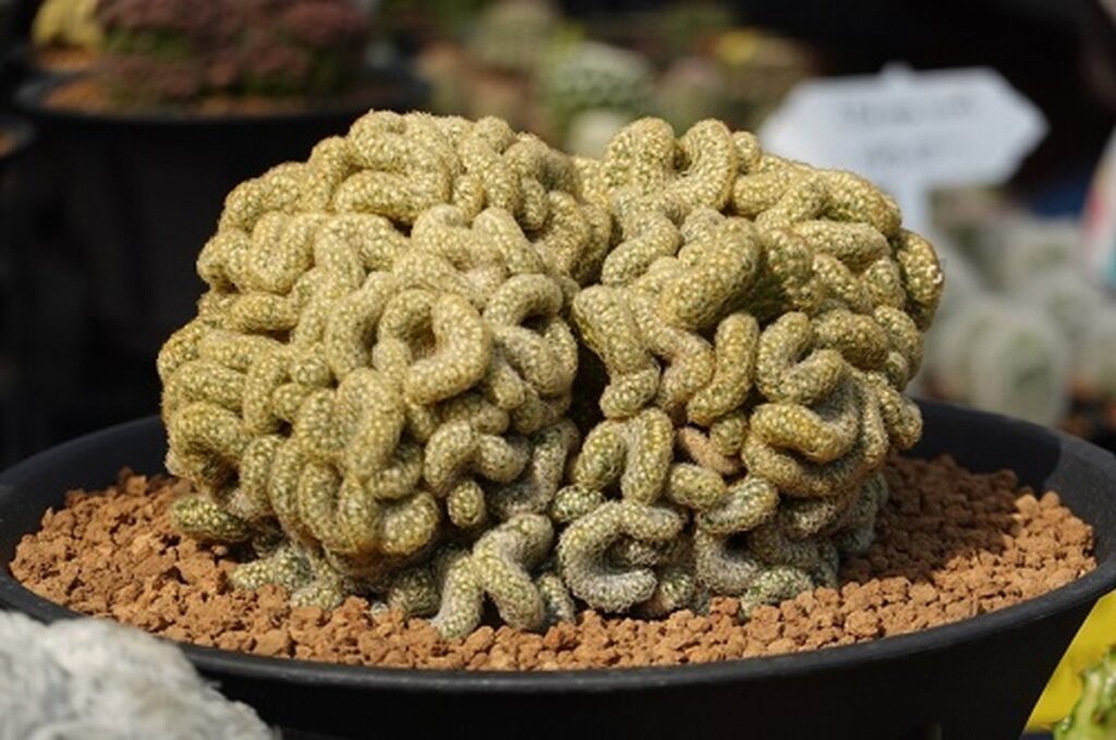 19 Exotic Plants That Look Like Brain