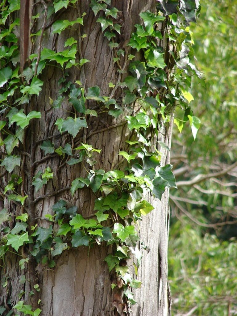 11 Surprising Vines That Kill Trees: Beware These Sneaky Climbers