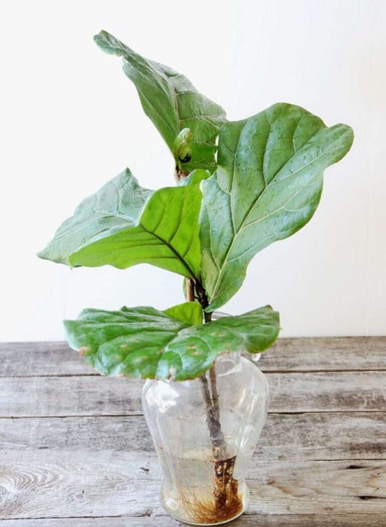 18 Plants to Grow in Glass Bowls of Water Easily