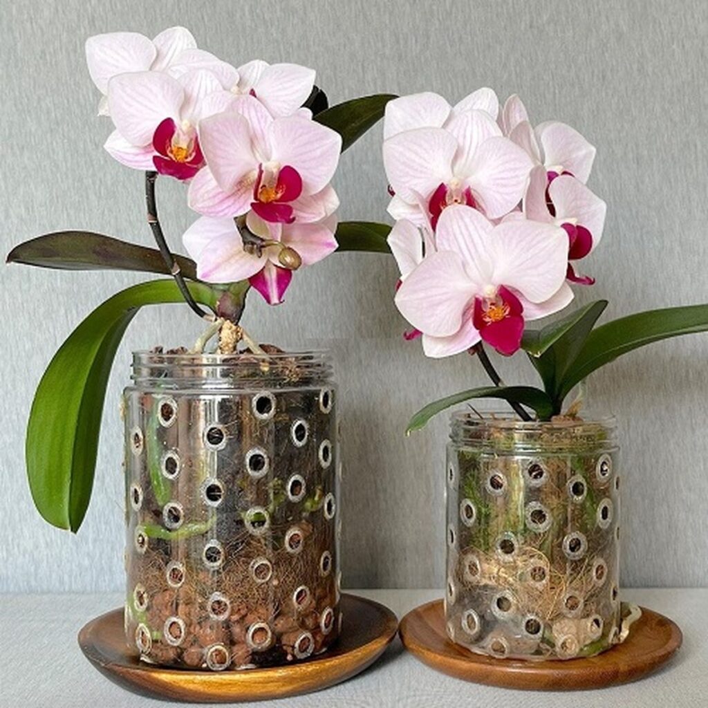 50 Beautiful Types of Cut Flowers for a Cut Flower Garden