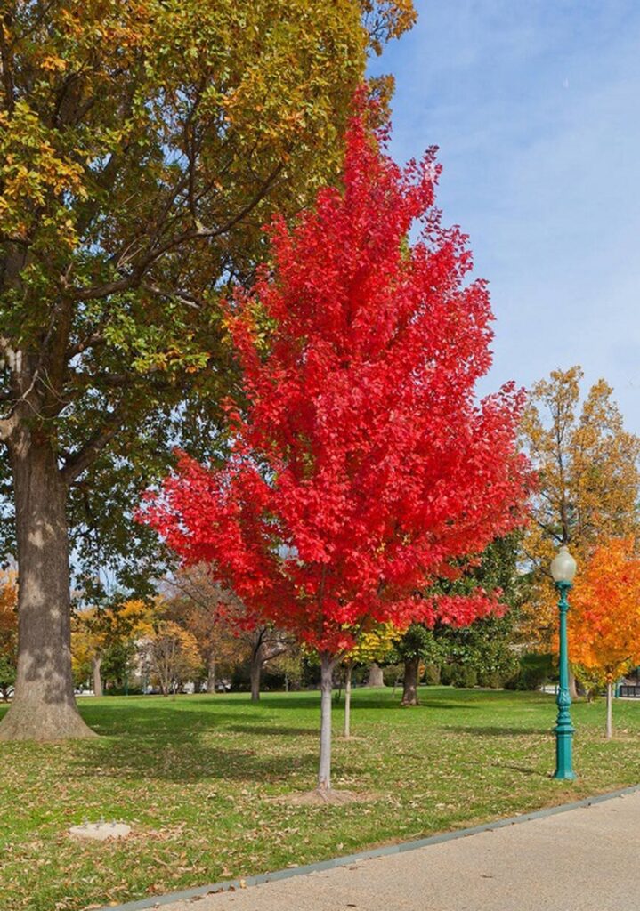 15 Exotic Trees With Red Leaves All Year for Your Garden
