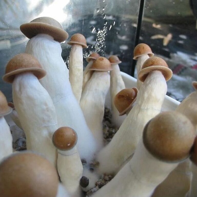 27 Jaw-Dropping Plants that Look like Penis to Amaze Friends