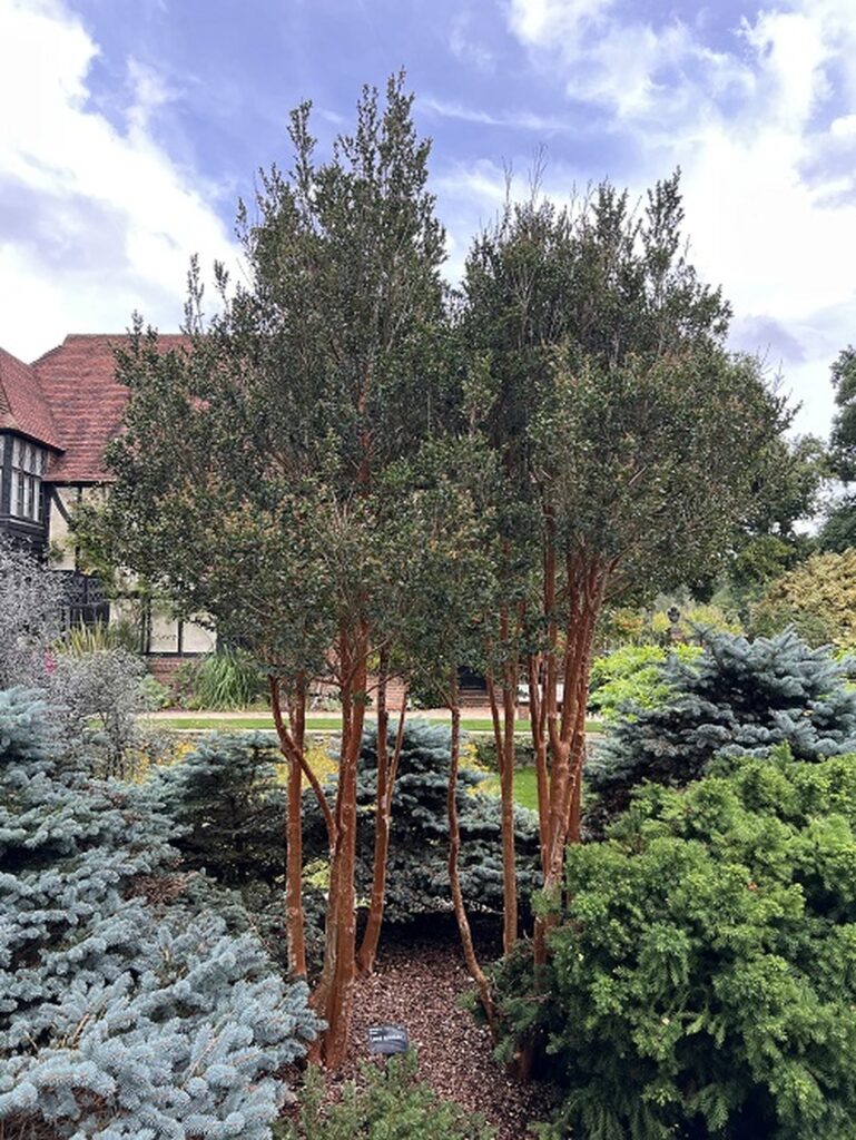 40 Enchanting Trees that Start With T to Explore