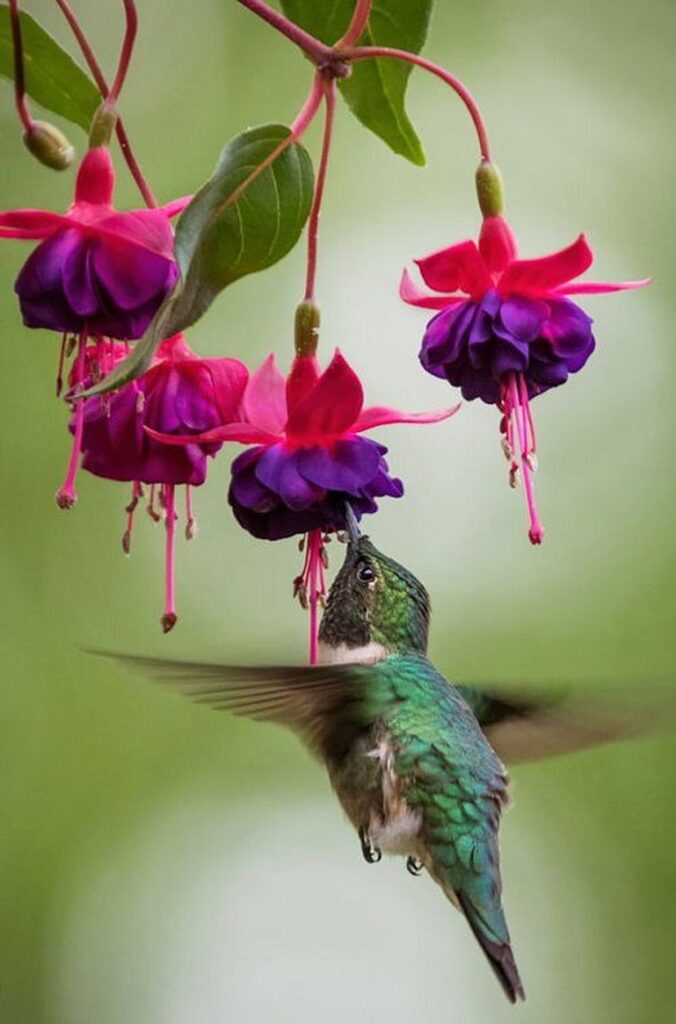 27 Beautiful Plants That Attract Hummingbirds to Your Garden