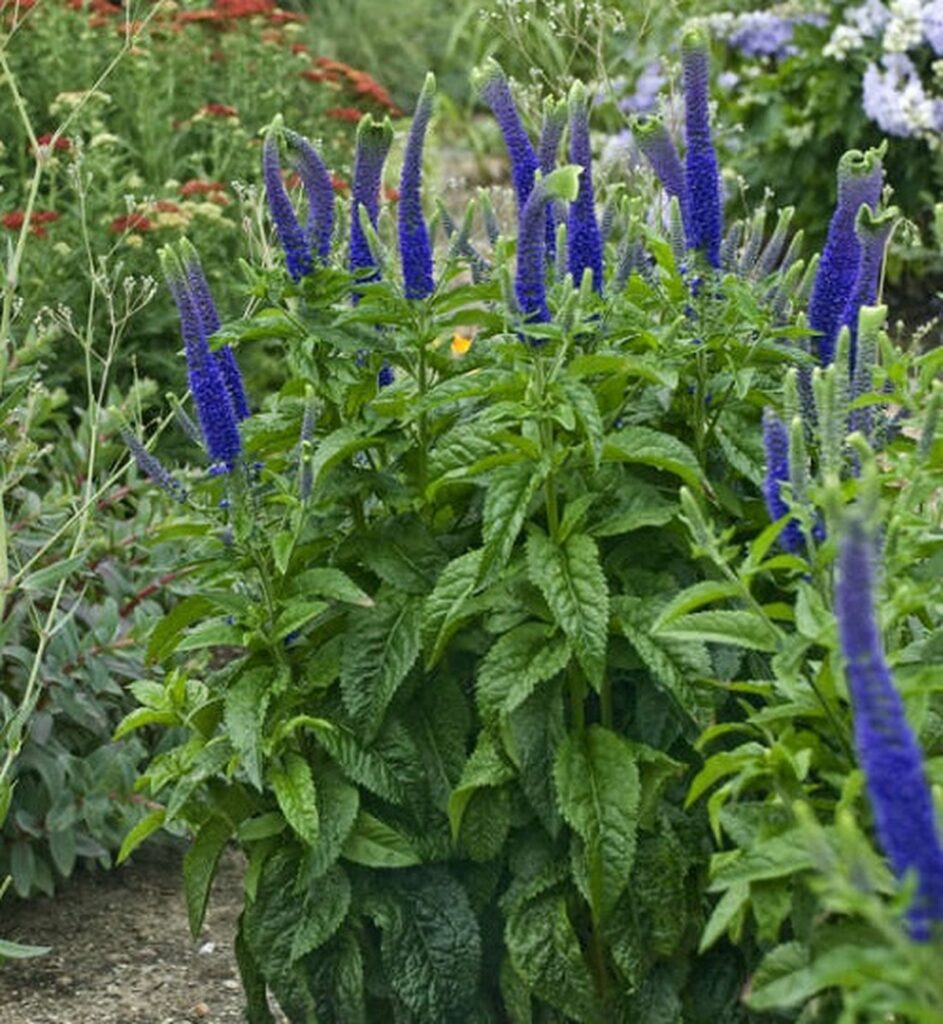 17 Stunning Navy Blue Flowers to Brighten Your Garden
