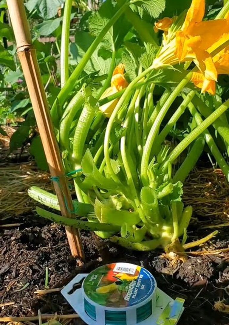 17 Fantastic DIY Squash Trellis Ideas for Your Garden