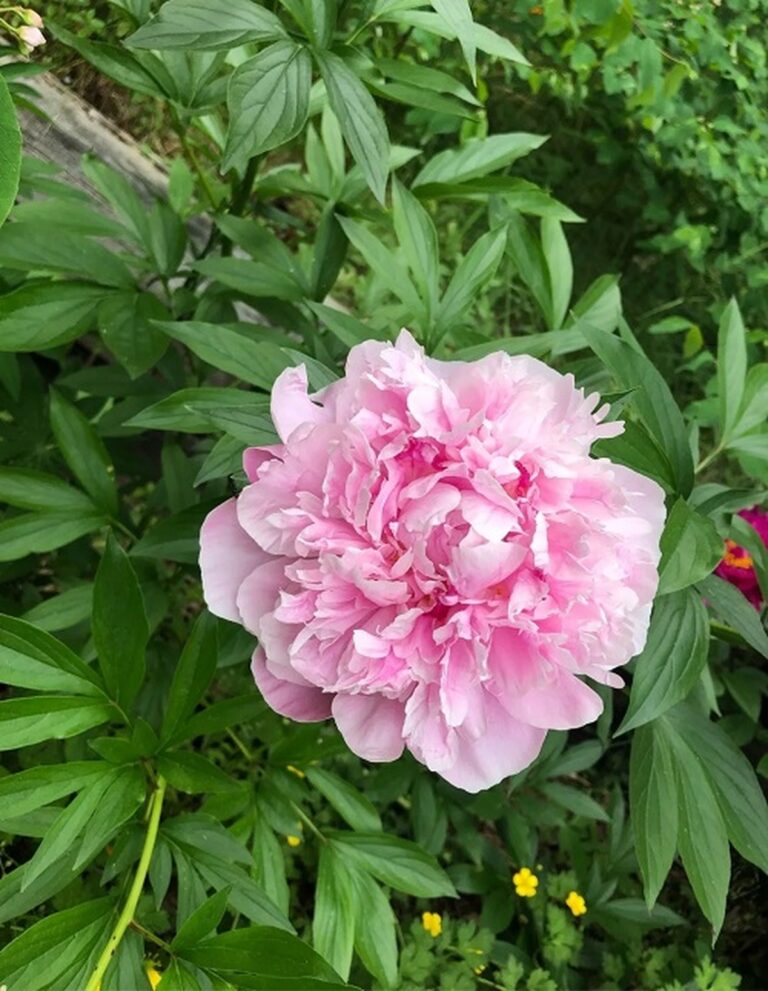 55 Gorgeous Pink Peony Varieties That Bloom Beautifully