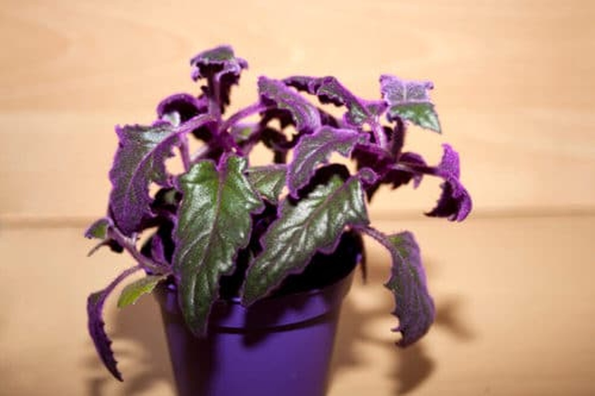12 Cozy Fuzzy Foliage Houseplants That Feel Like Velvet