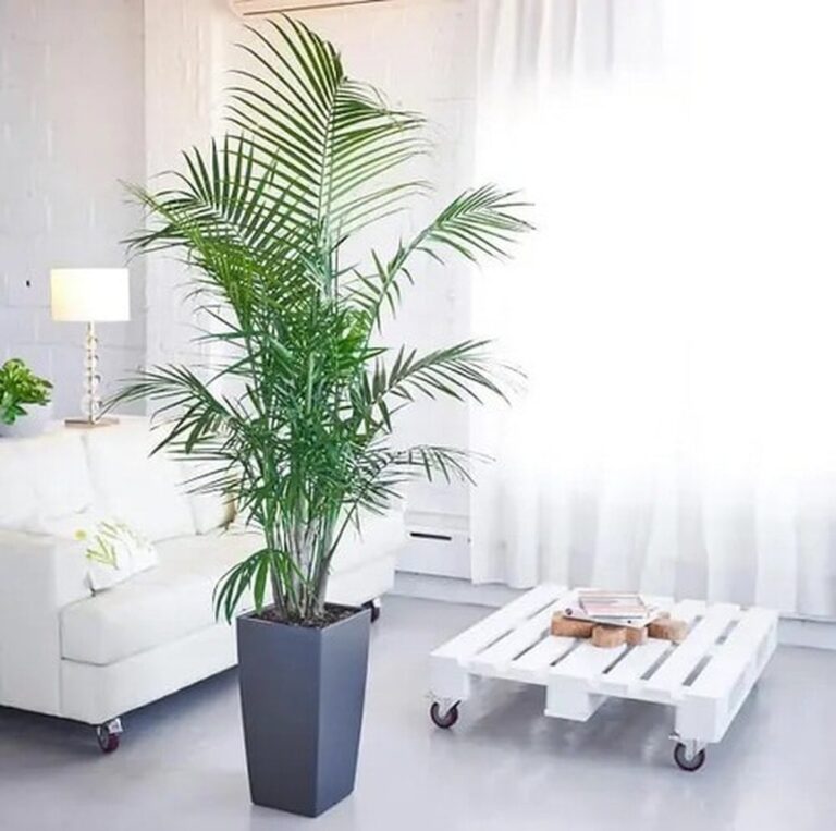 25 Refreshing Home Decor Ideas with Indoor Palms That Elevate Any Space
