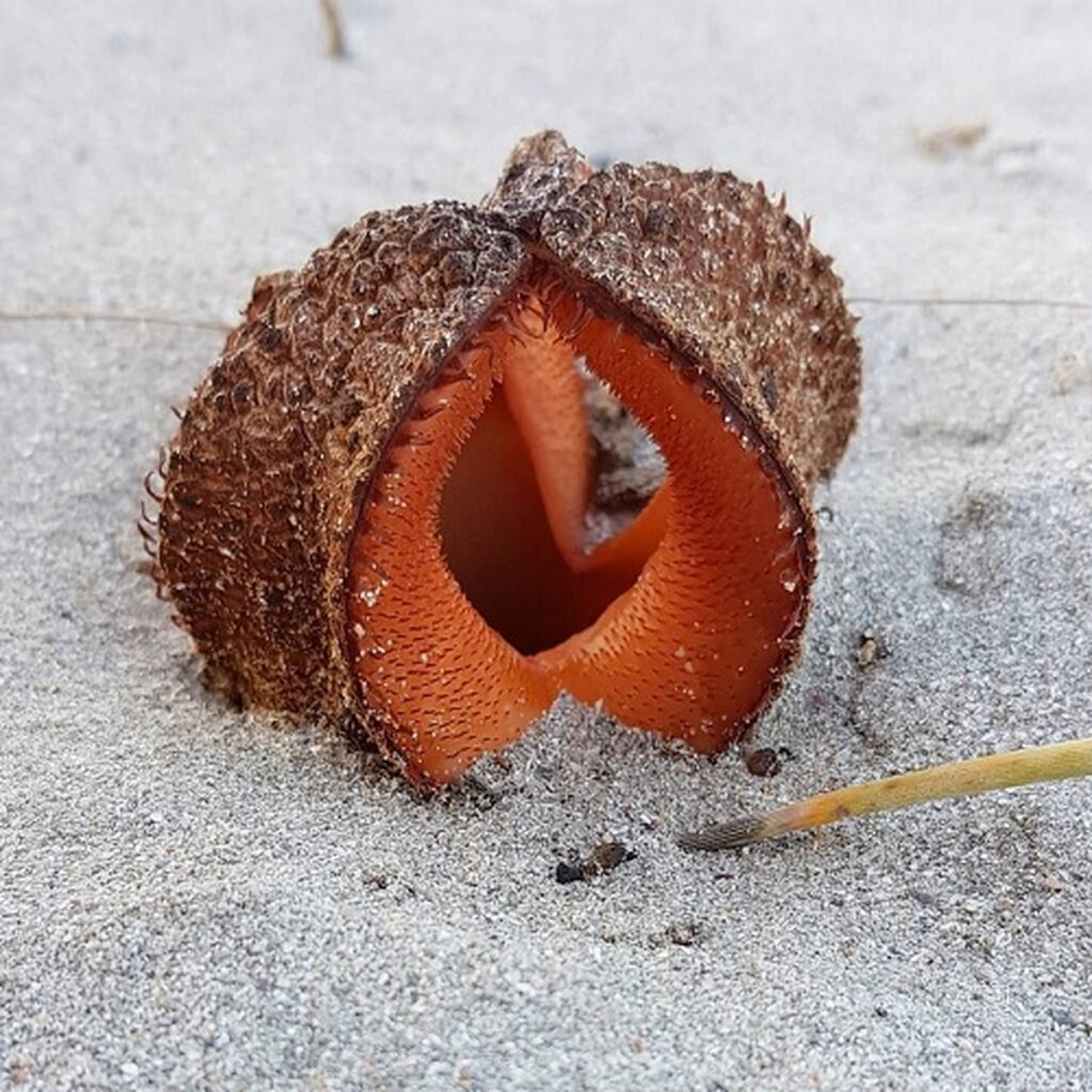 16 Sneaky Unwanted Plants / Parasites Taking Over Your Garden