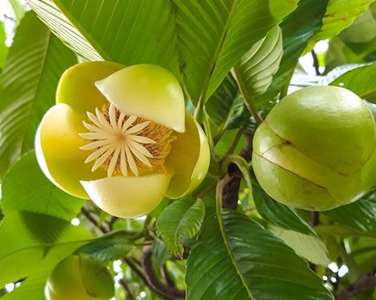 19 Most Fascinating Strange Fruits Around the World