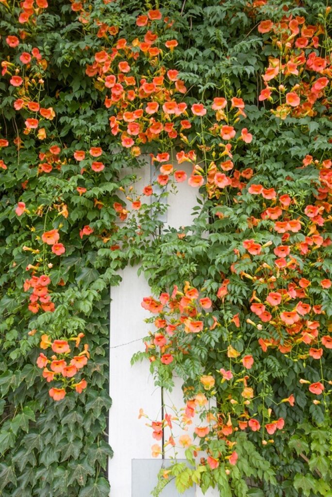16 Vines That Can Grow on Trees: Find Your Perfect Match