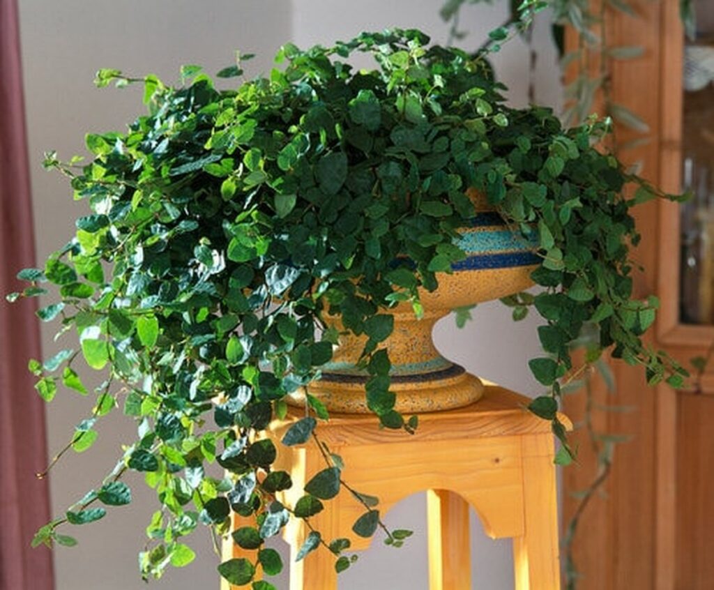 12 Amazing Vines That Grow Without Sunlight for Plant Lovers