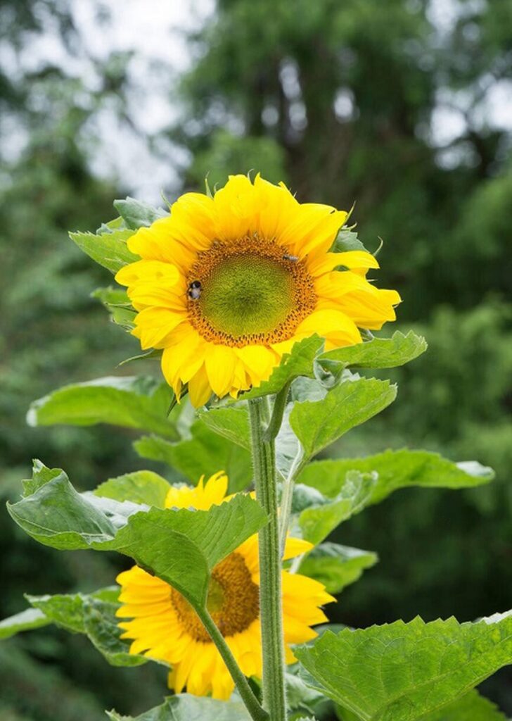 15 Stunning Giant Sunflower Varieties for Your Dream Garden
