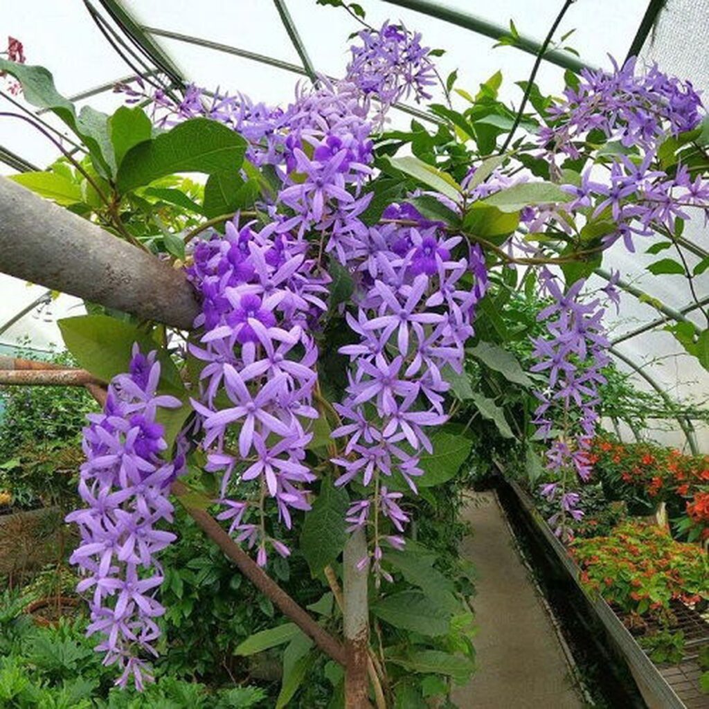13 Beautiful Vines & Climbers With Blue Flowers That Amaze