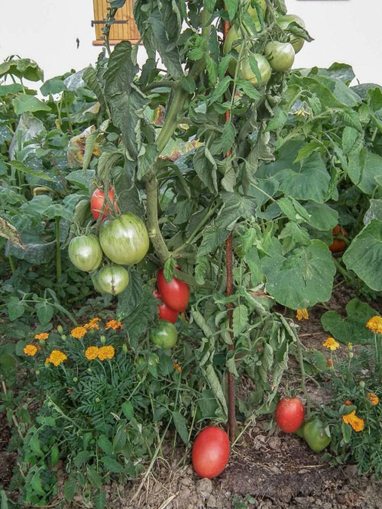 9 Mouth-Watering Seedless Tomato Varieties for Every Garden